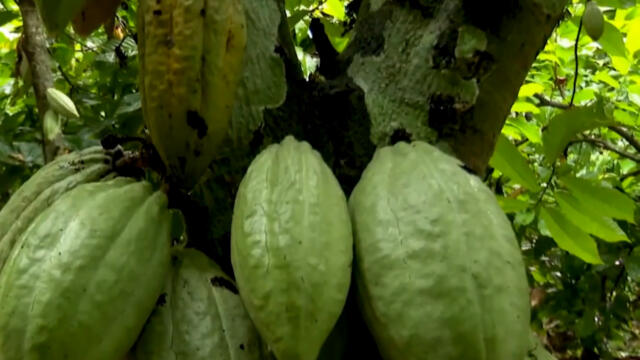 Lab grown chocolate | CGTN America Lab grown chocolate | CGTN America